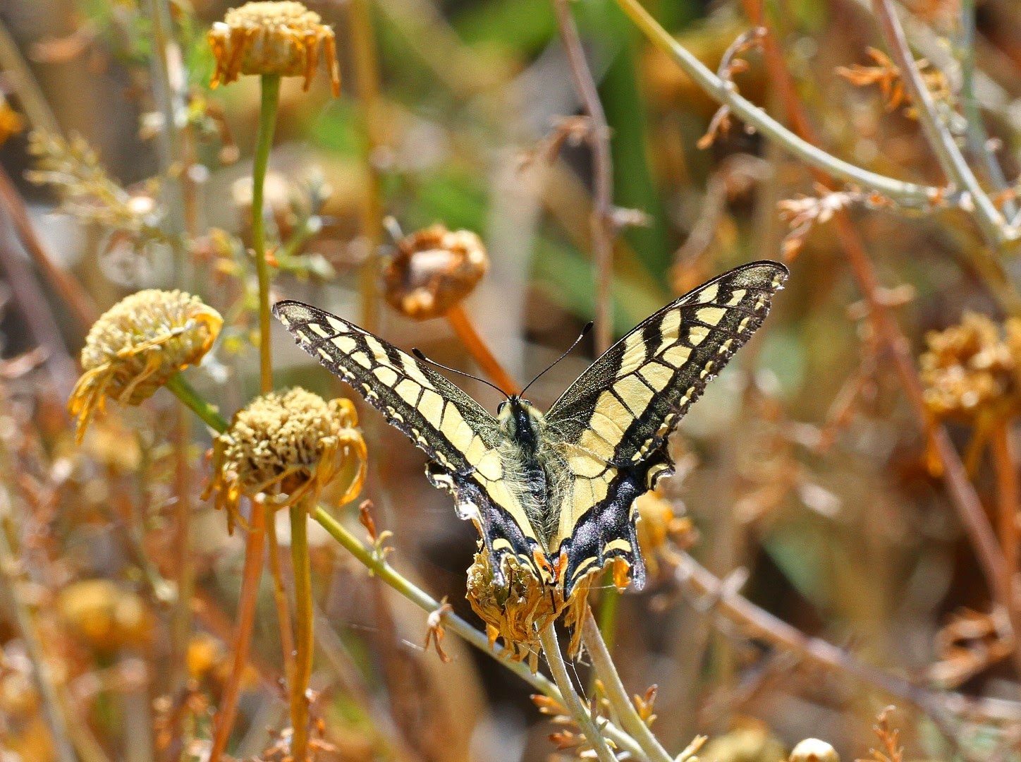 Michael Foley: Natural History ©: Cyprus butterflies