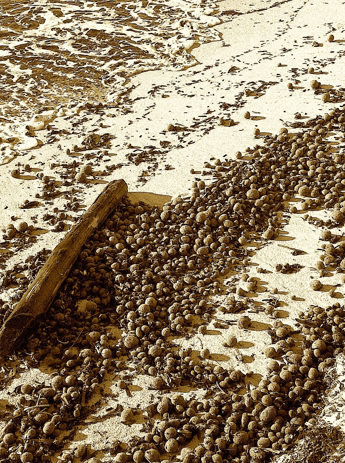 christine fourdraine-rankine photography