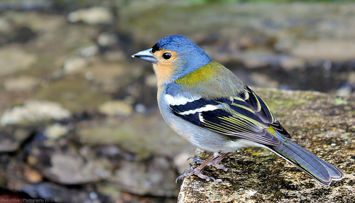 Canarios Marques: Tentilhão ( Fringilla Coelebs )