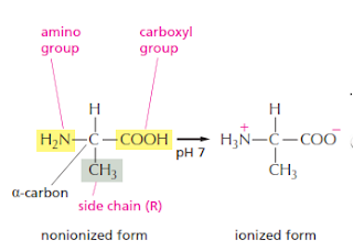 Dr.Manmeen's Biology: AMINO ACIDS ARE SUBUNITS OF PROTEINS