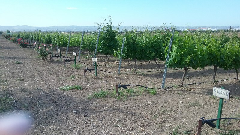 1o Δημοτικό Σχολείο Συκεών: H Δ΄ ΤΑΞΗ ΣΤΗΝ ΑΜΕΡΙΚΑΝΙΚΗ ΓΕΩΡΓΙΚΗ ΣΧΟΛΗ