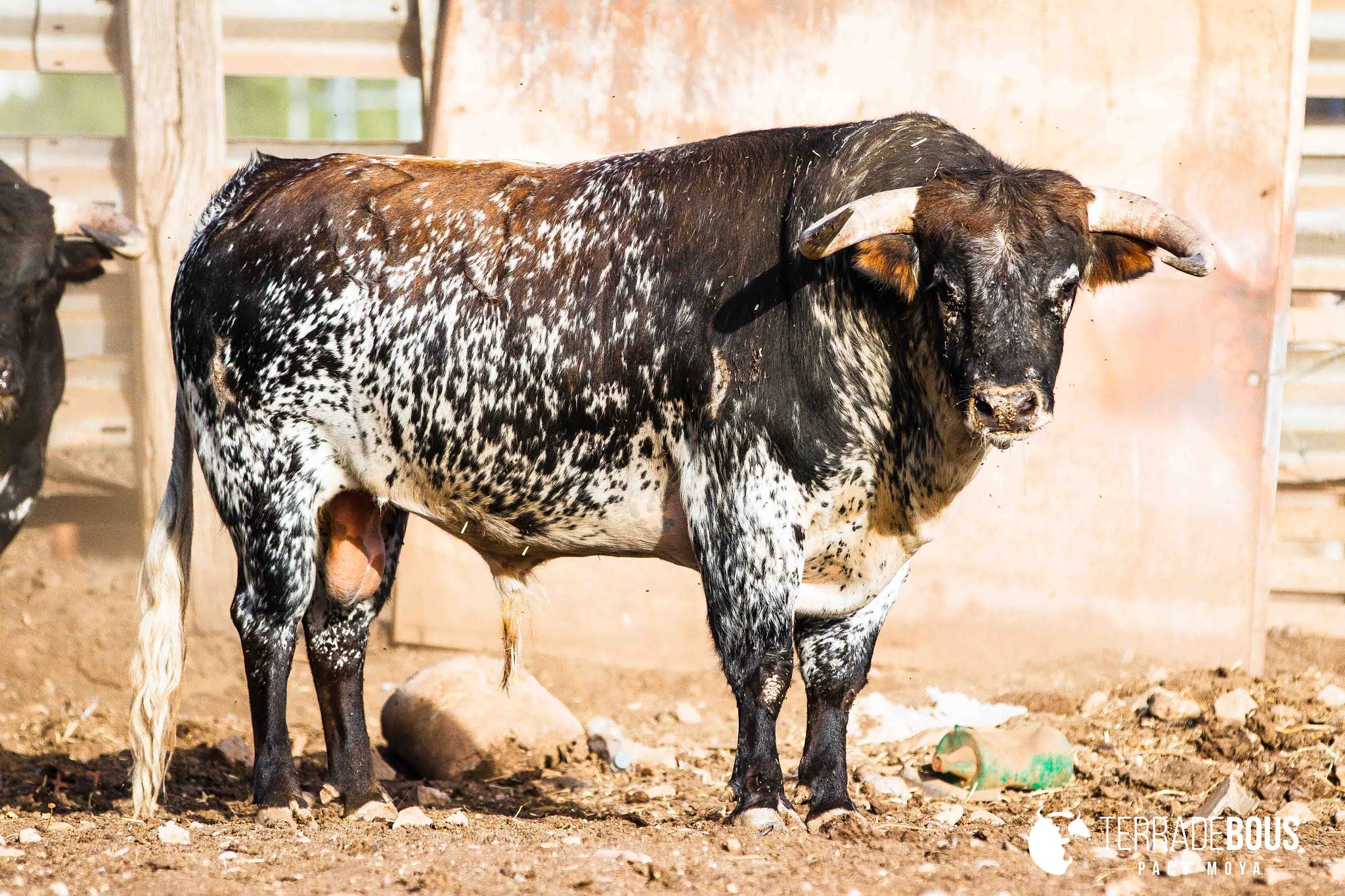 PELAJES DEL TORO DE LIDIA: PINTAS SARDAS