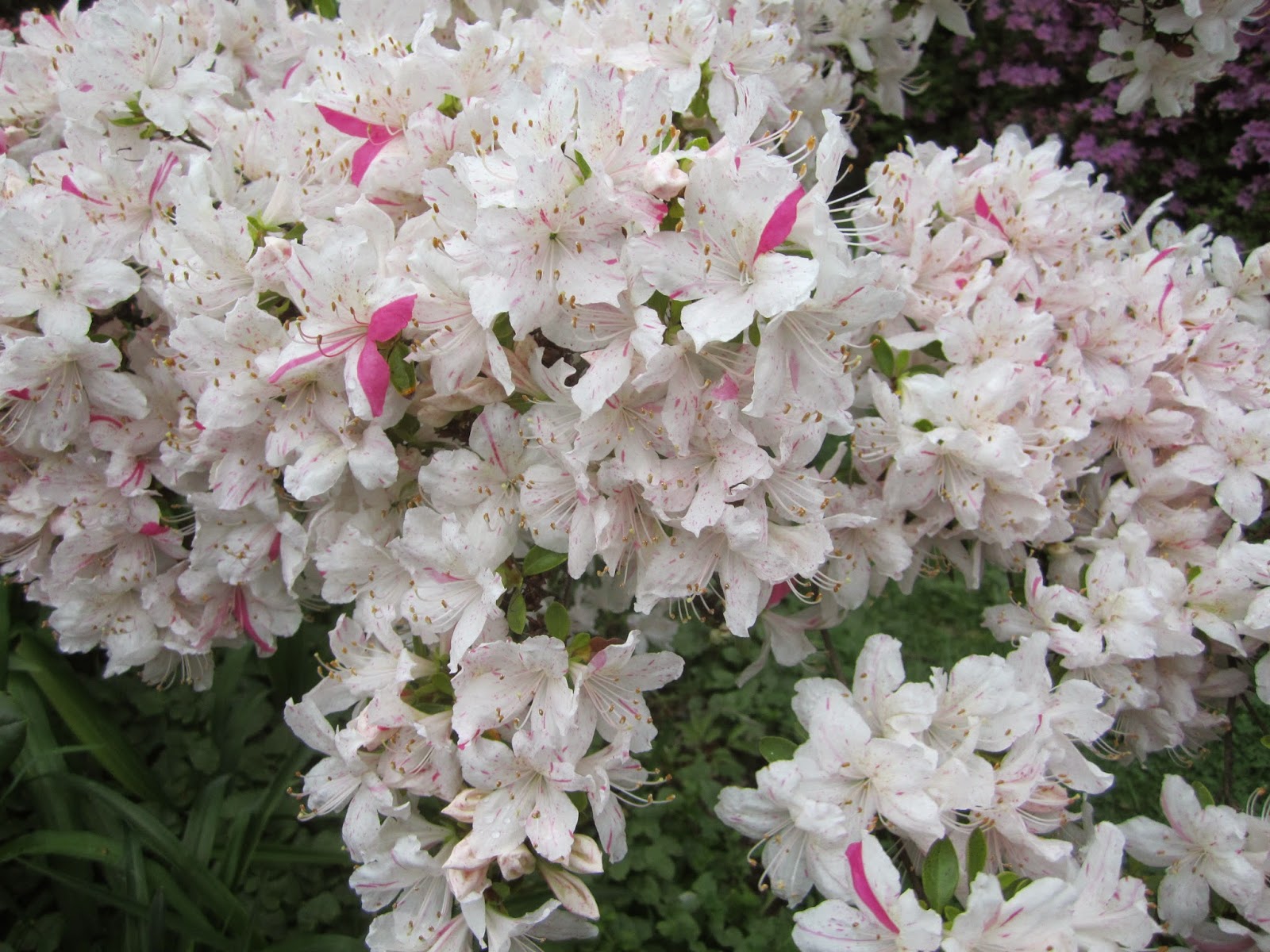 Jarvis House: Pretty in Pink Spring Flowering Shrubs 2014 in the Jarvis ...