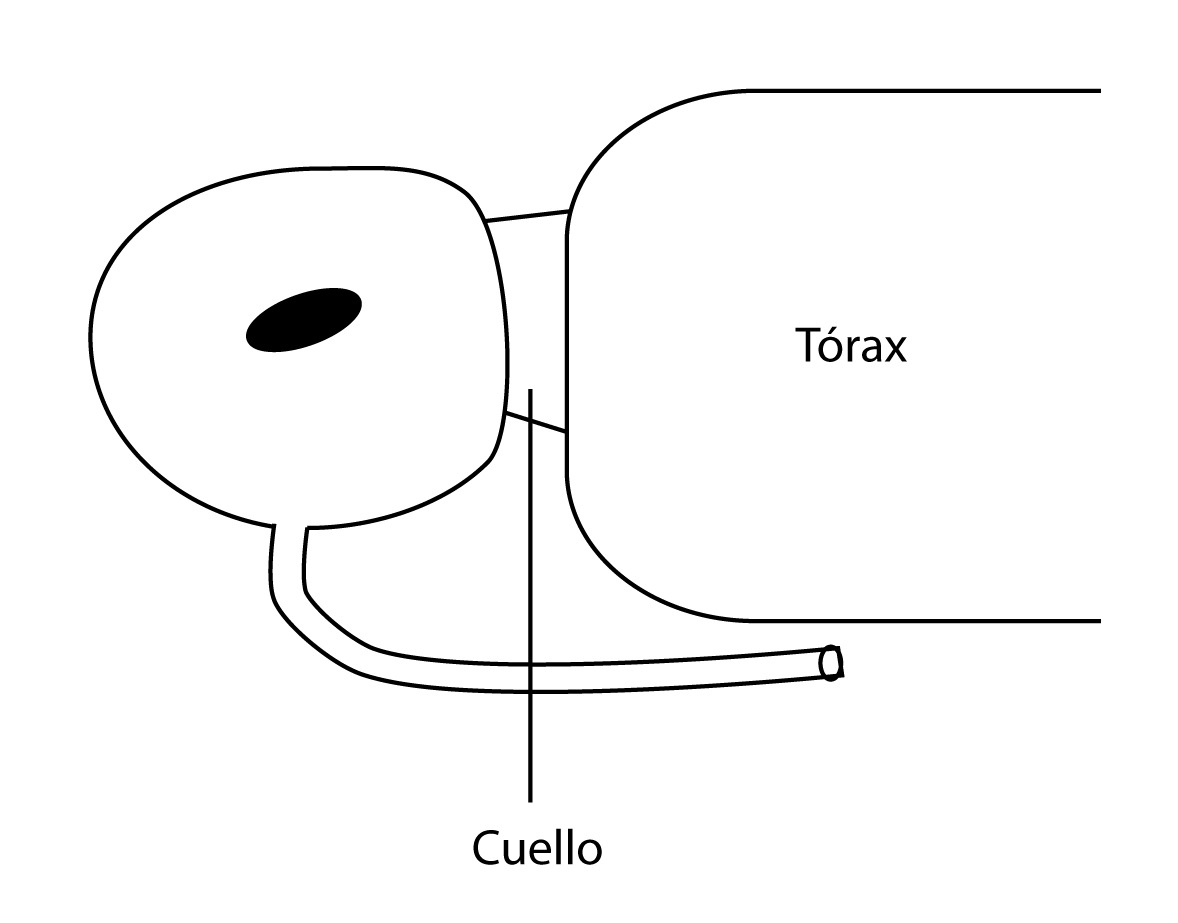 el moderno prometeo: Anatomía de Insectos: Cabeza