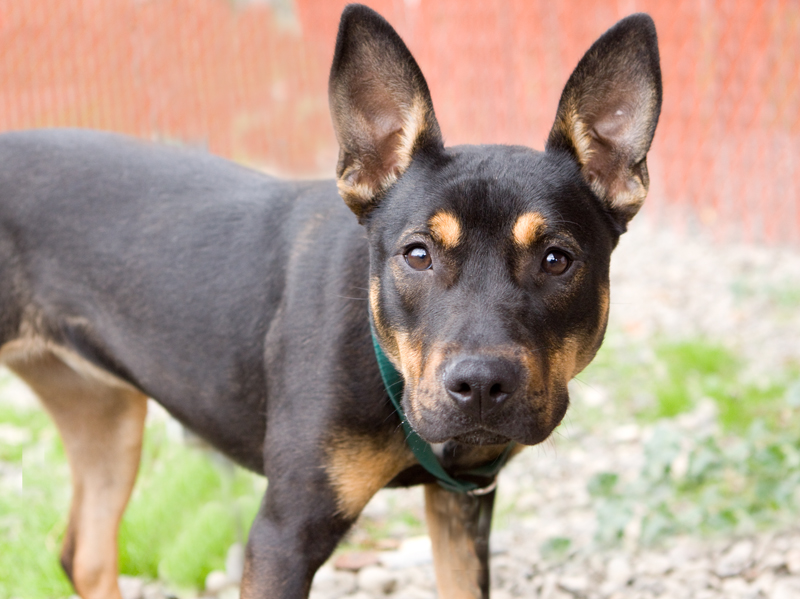 Shelter Dogs of Portland: "GISELLE" a super model dog