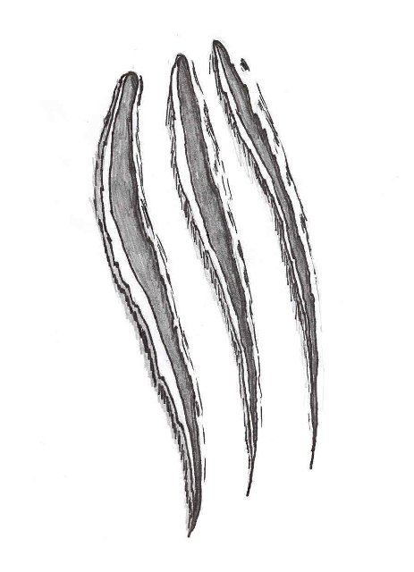 Wolf Claw Marks - Tattos Ideas