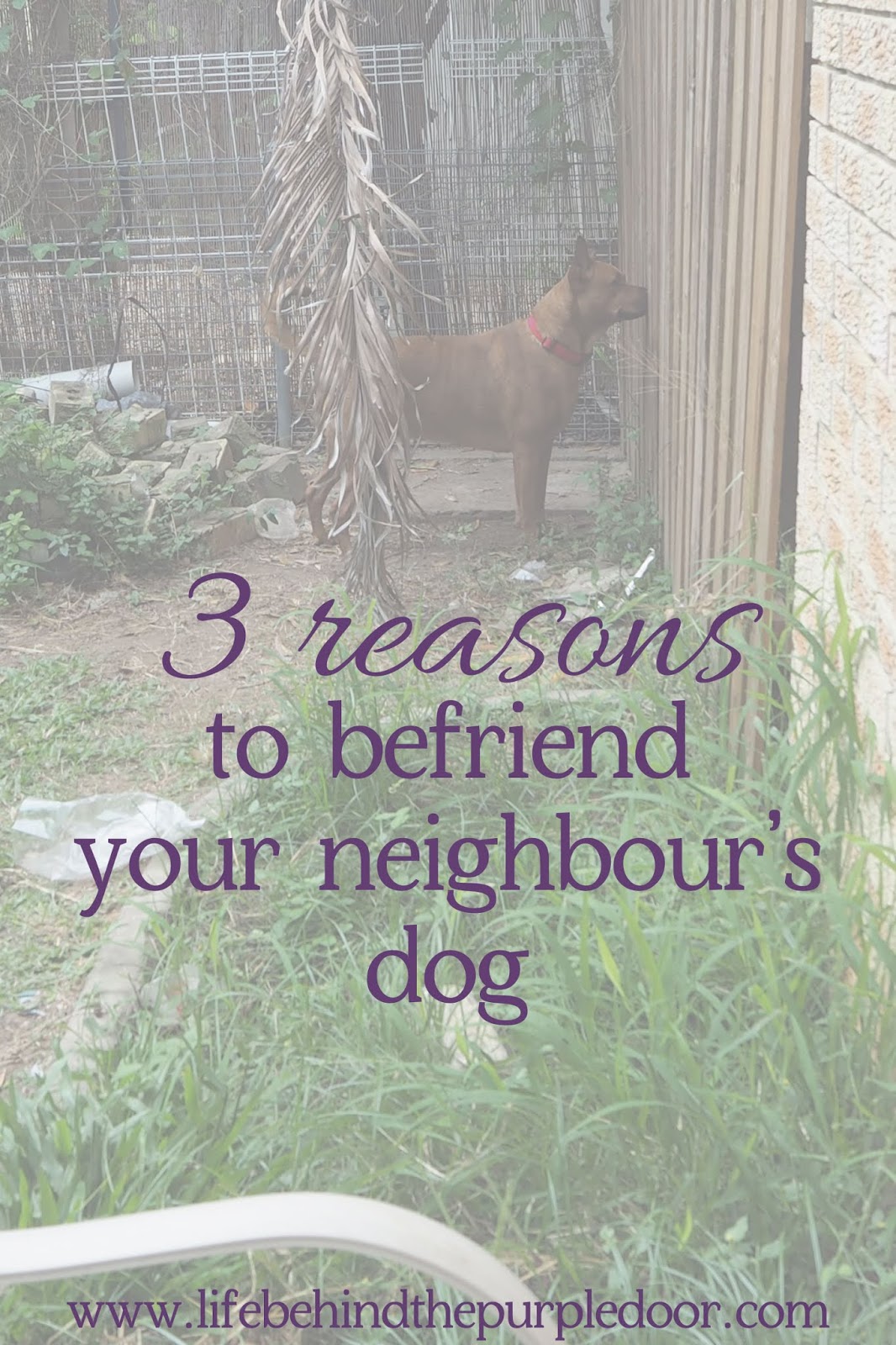 3 reasons you should become friends with your neighbours dog | Life ...
