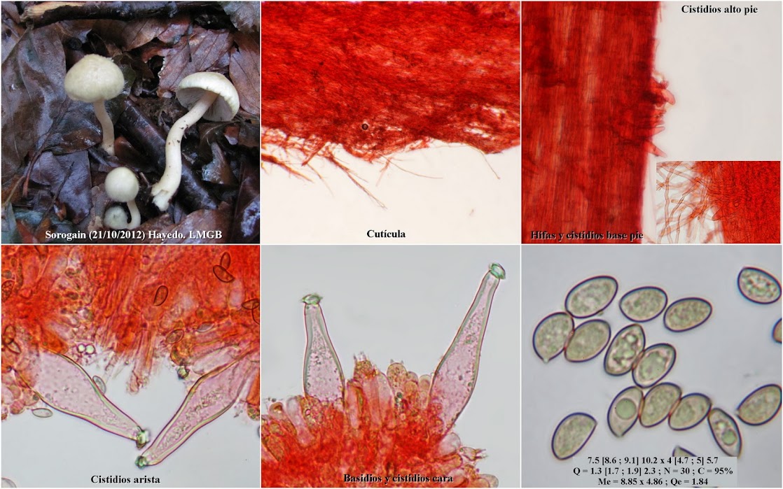 Microscopía de hongos. Vol 2 . D - K: Inocybe sindonia