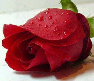 ANTONIO MARTÍN ORTIZ: LAS BRACAE [BRAGAS]; INTRODUCCIÓN AL ESTUDIO DE ...