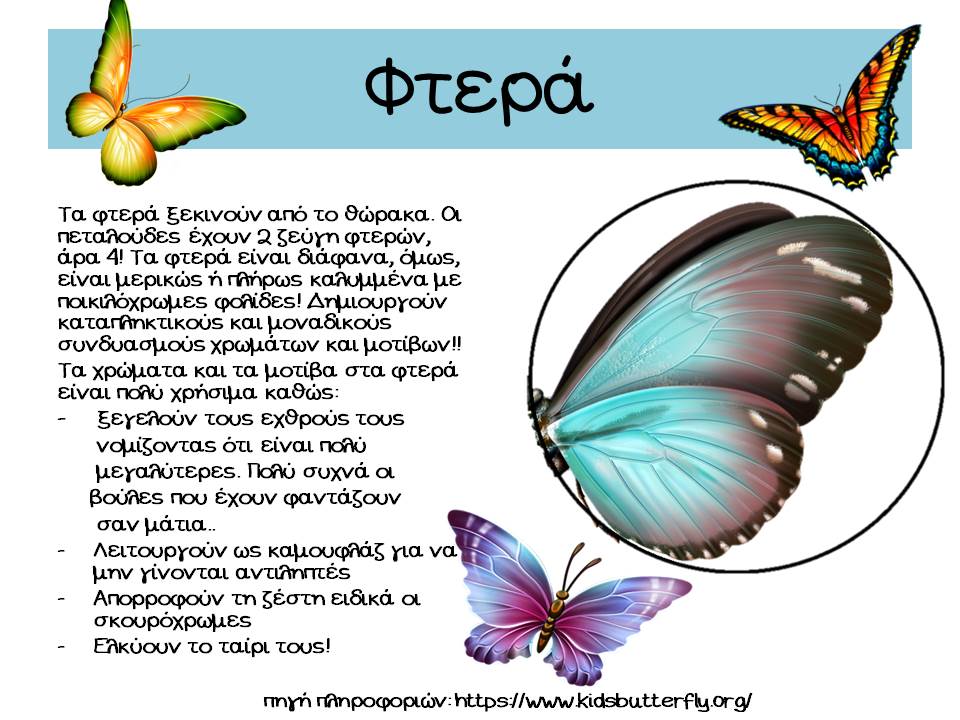 Όλα για το νηπιαγωγείο!: O κύκλος ζωής της πεταλούδας- μέρη του σώματος ...