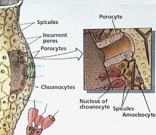 The Invertebrate: What are Sponges? What are Glass Sponges ...