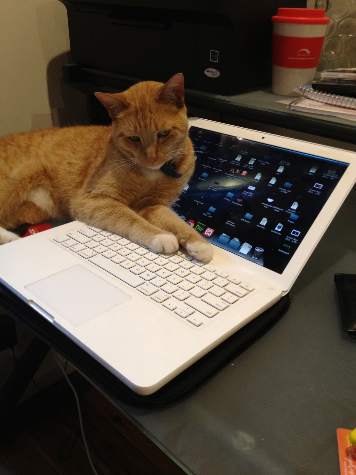 Small Animal Talk: Brandon Cowan: entrepreneur, app-inventor and animal ...