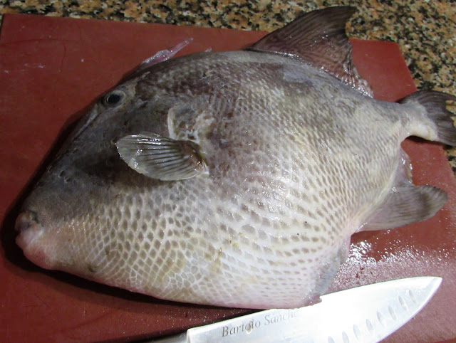 LA COCINA DE BARTOLO: RONQUEO DEL PEZ COCHINO(ó pez escopeta)