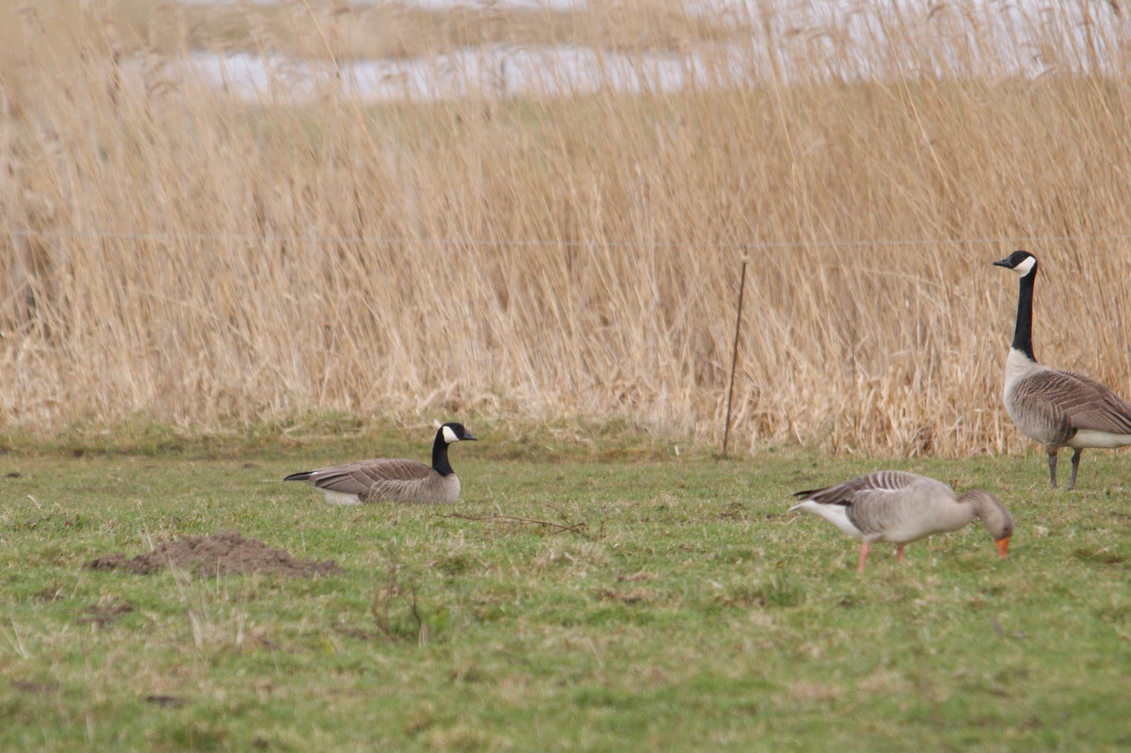Vogels: Eenden, Ganzen en Zwanen