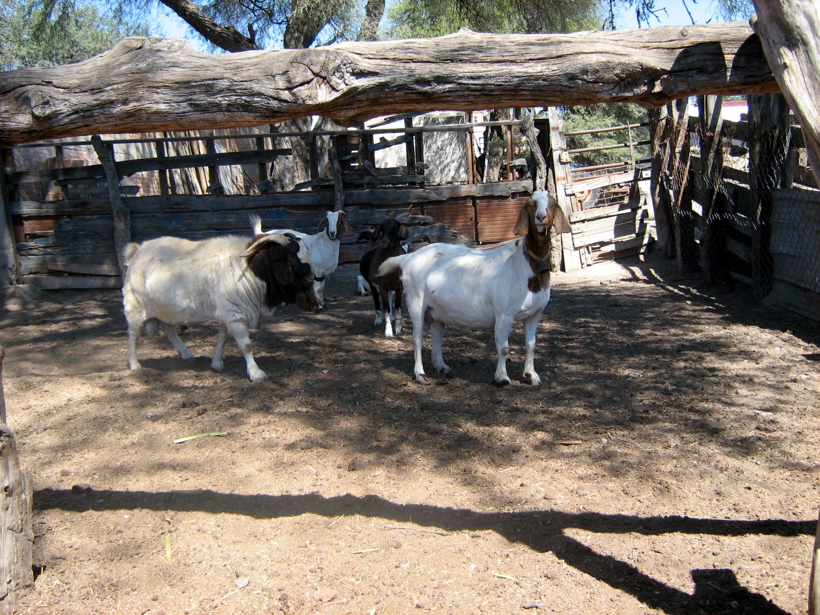 Los Ranchos de ganado de México: Criadero de cabras boer y chivos boer ...