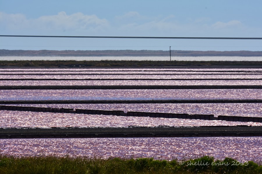 Two Go Tiki Touring: Pink Ponds & the Salt Shaker