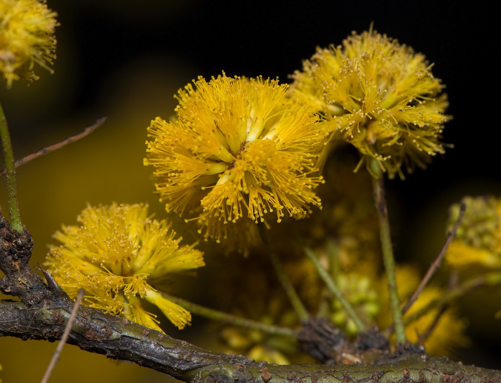 FOTOGRAFIAS DE LA FLORA AUTOCTONA DEL URUGUAY: ESPINILLO