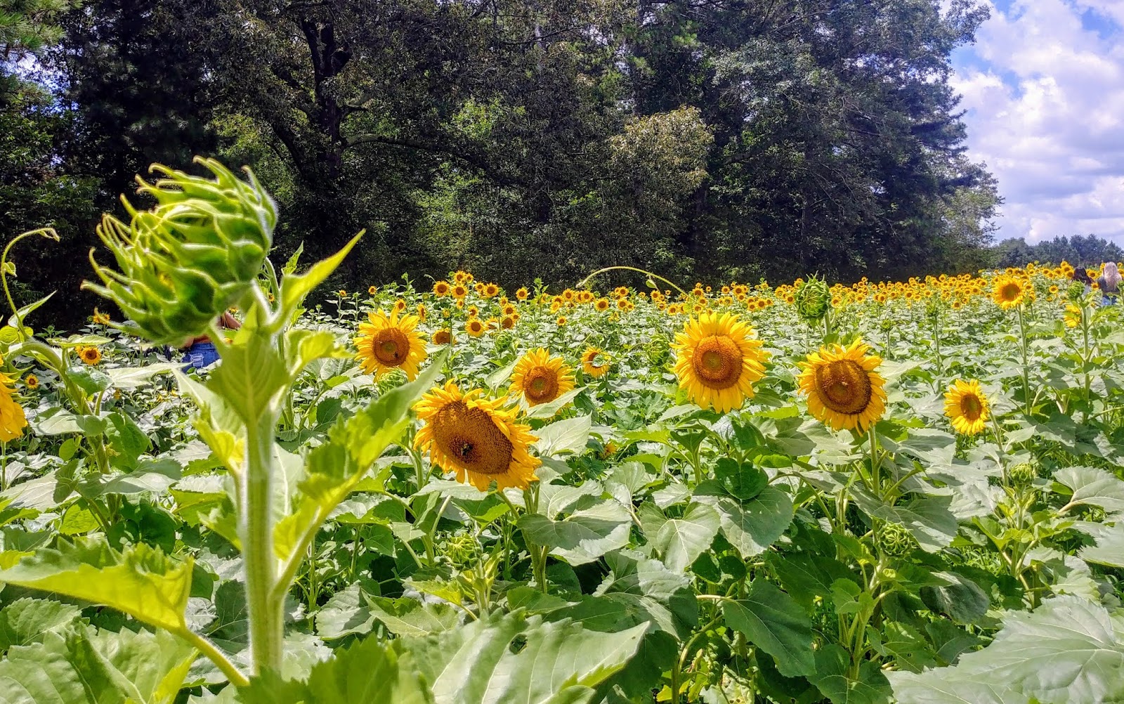 Another Mile Another Destination Blog: Anderson’s Sunflower Farm ...