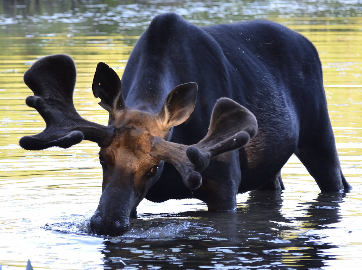 Katahdin, The Maine North Woods and Florida: Maine Moose from the ...