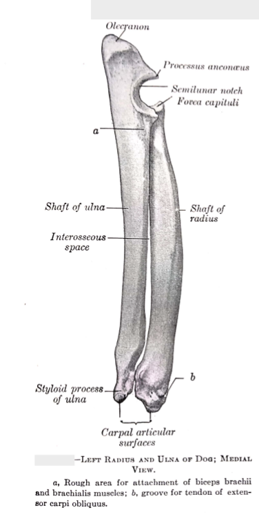 Radius and Ulna | Gross Anatomy | Anjani Mishra