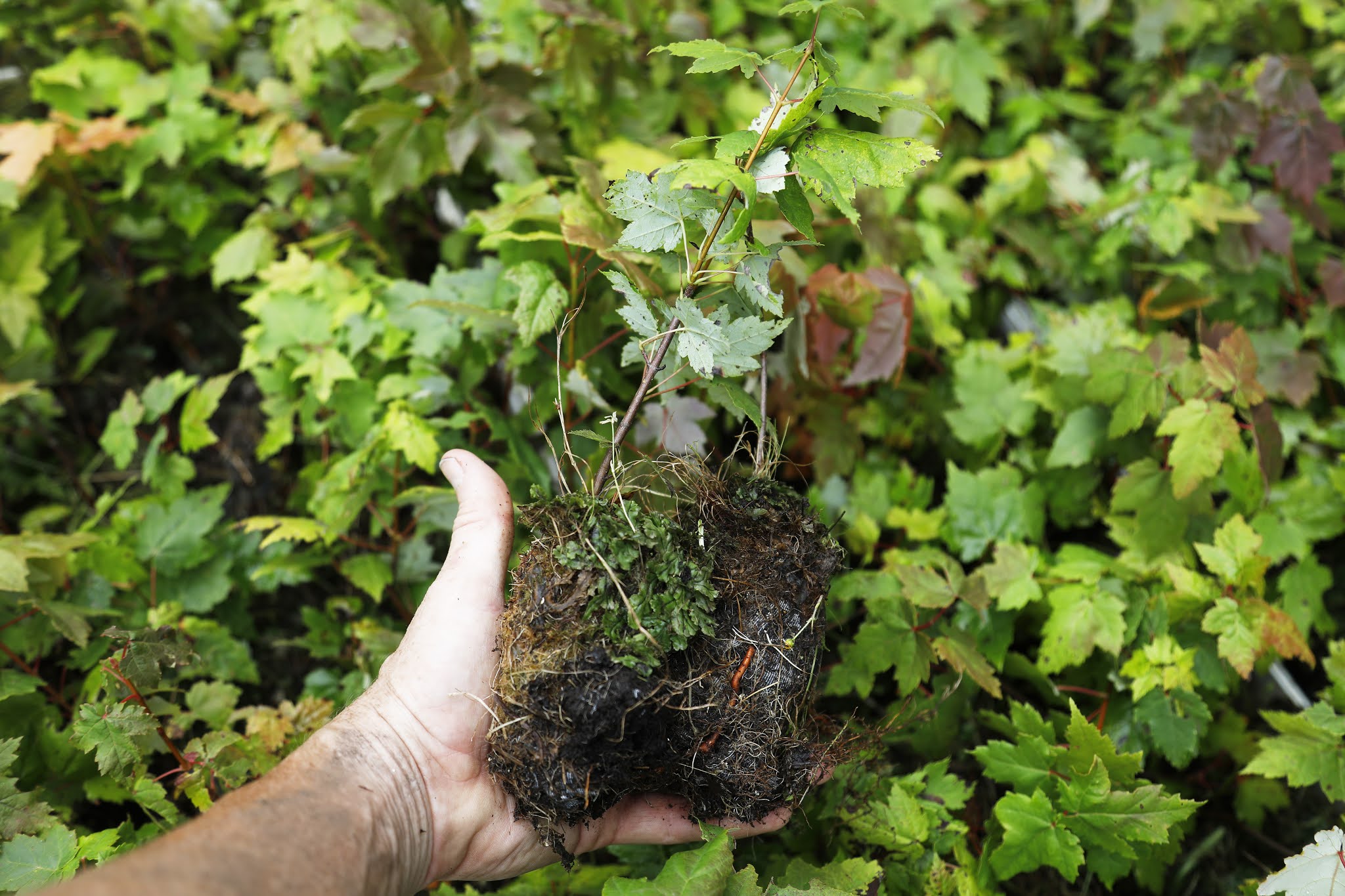 Replant.ca Environmental: The Red Maple tree (Acer rubrum)