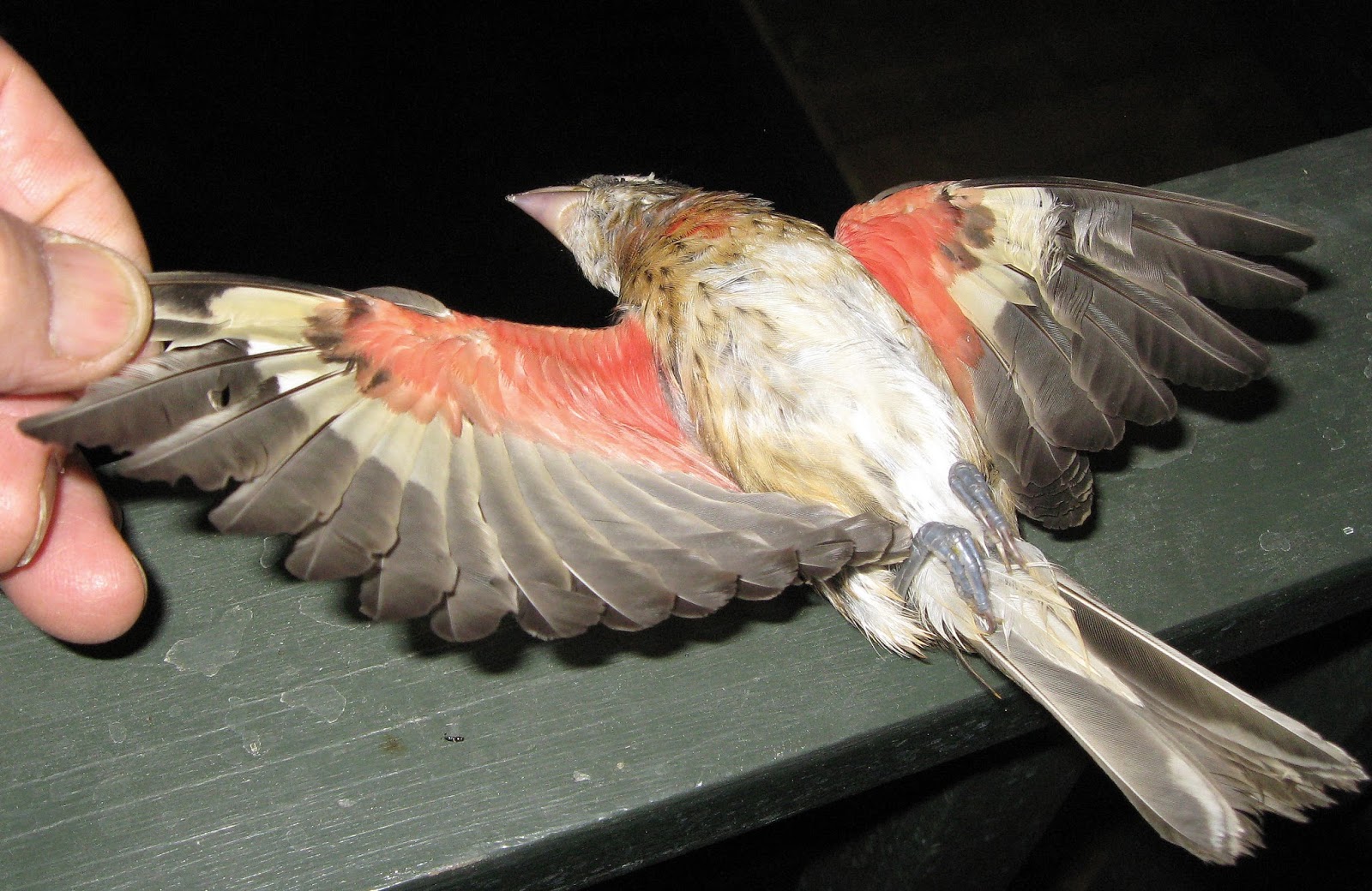 BARRY the BIRDER: Window-strike confuses birdwatcher