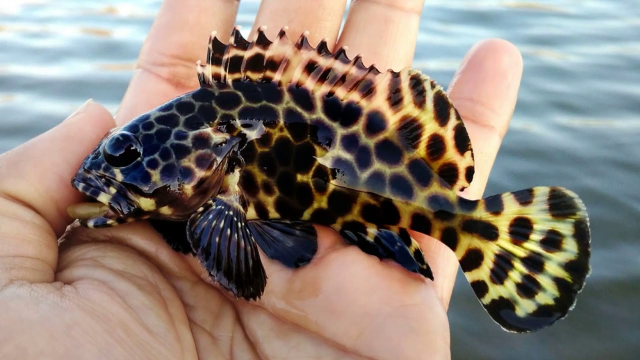 MELEK PERIKANAN: MENGENAL IKAN KERAPU MACAN