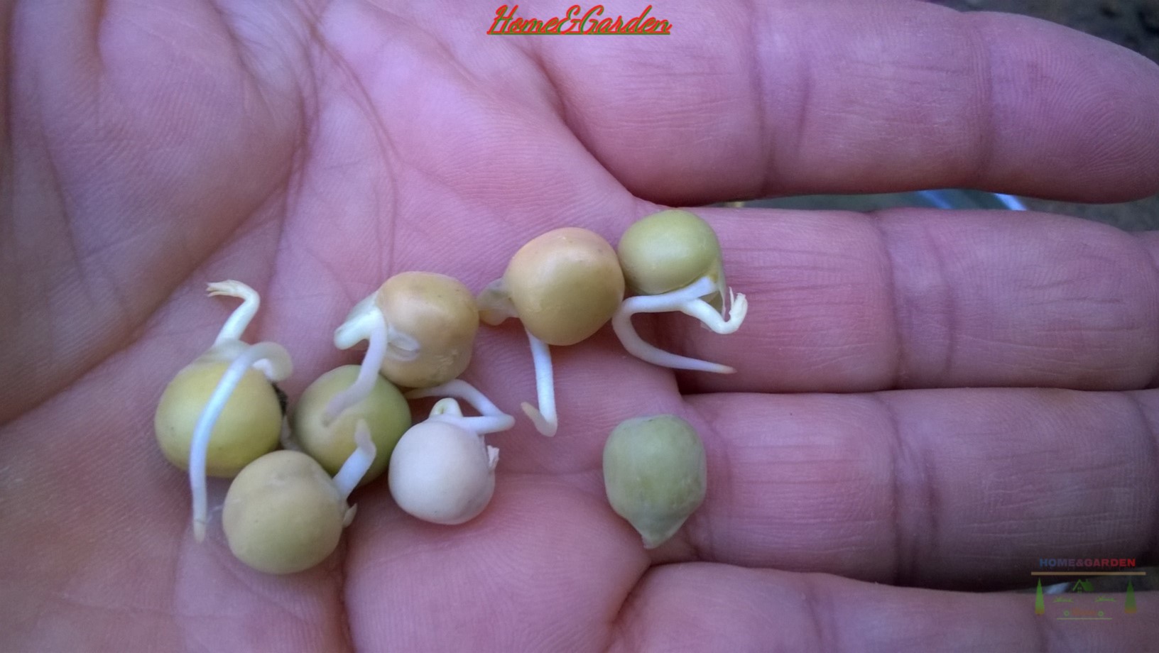 How to Start Peas Indoors