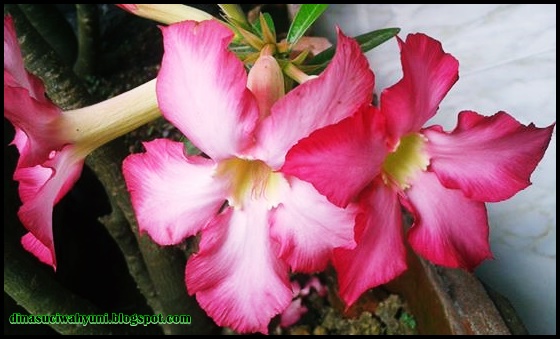 KLASIFIKASI ILMIAH BUNGA ADENIUM ( KAMBOJA JEPANG ) DAN MANFAATNYA BAGI ...