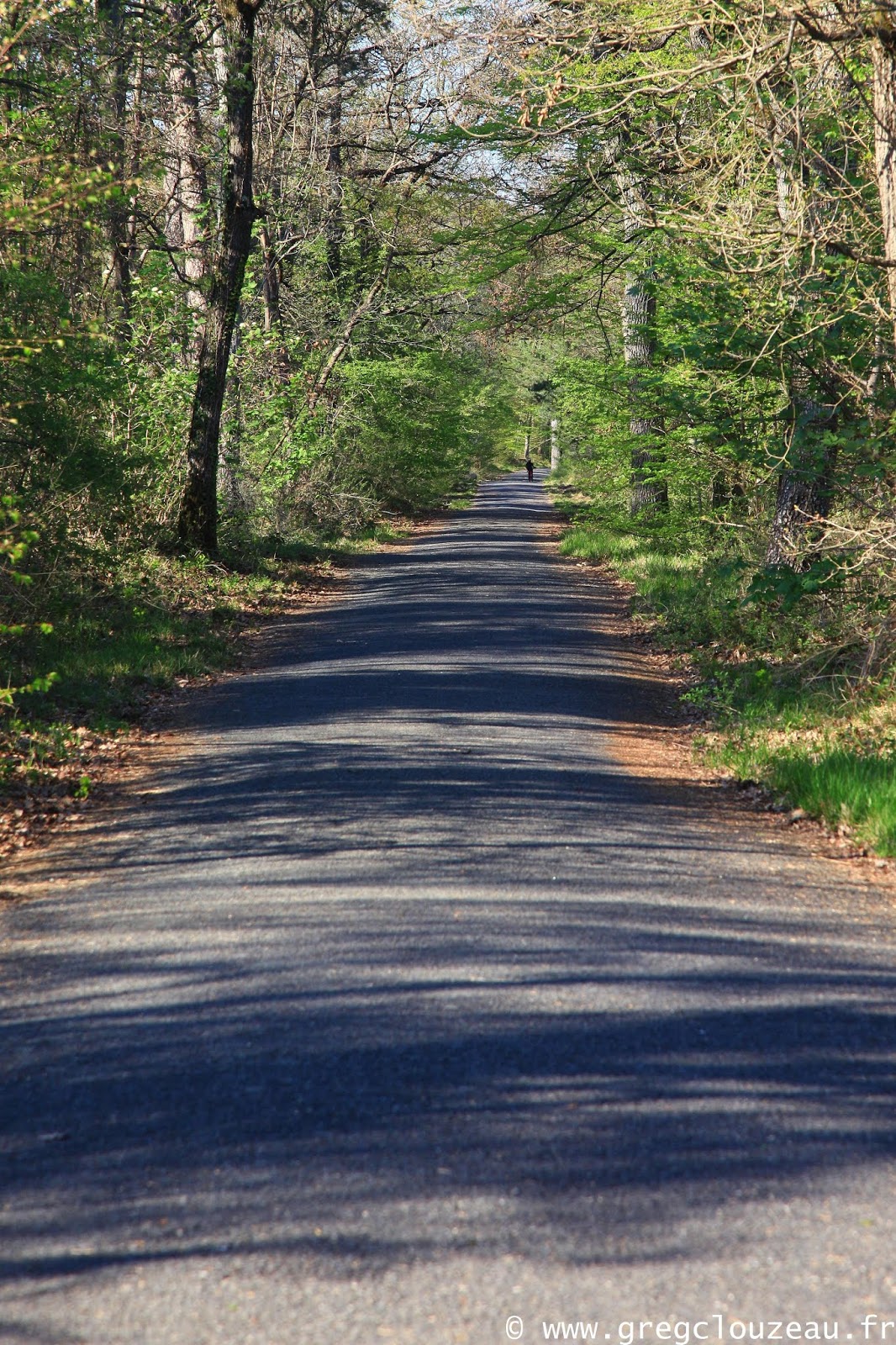Prendre la route dans l'immensité de la forêt de Fontainebleau ...