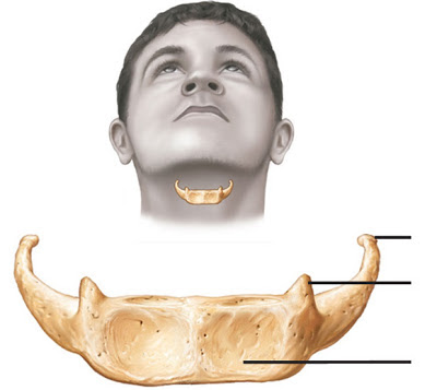 El Cuerpo Humano: apófisis estiloides