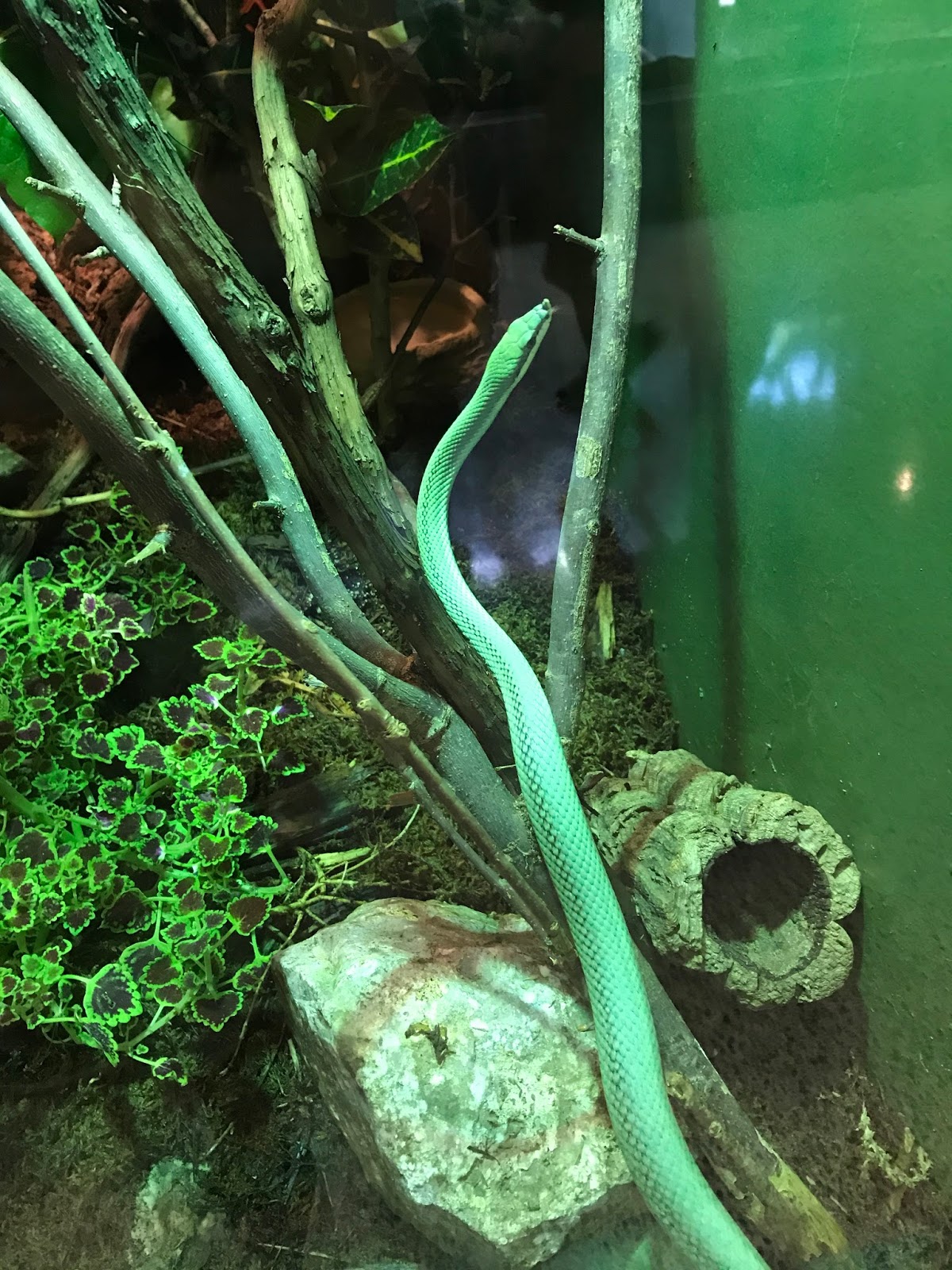 Pop's Chicago Tiki Room: Reptiles at the Brookfield Zoo; Chicago, Illinois