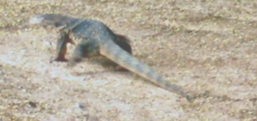 JAYBEES KADARAM: UDUMBU PIDI