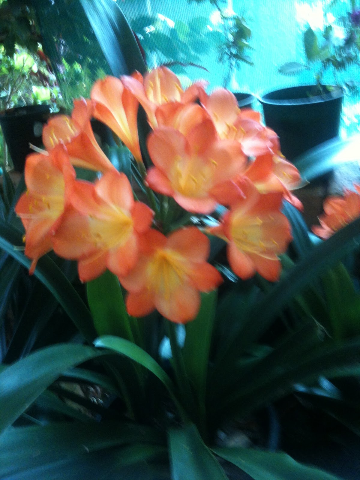 Clivias in Colour, Central Coast, NSW, Australia: Lovely clivia ...