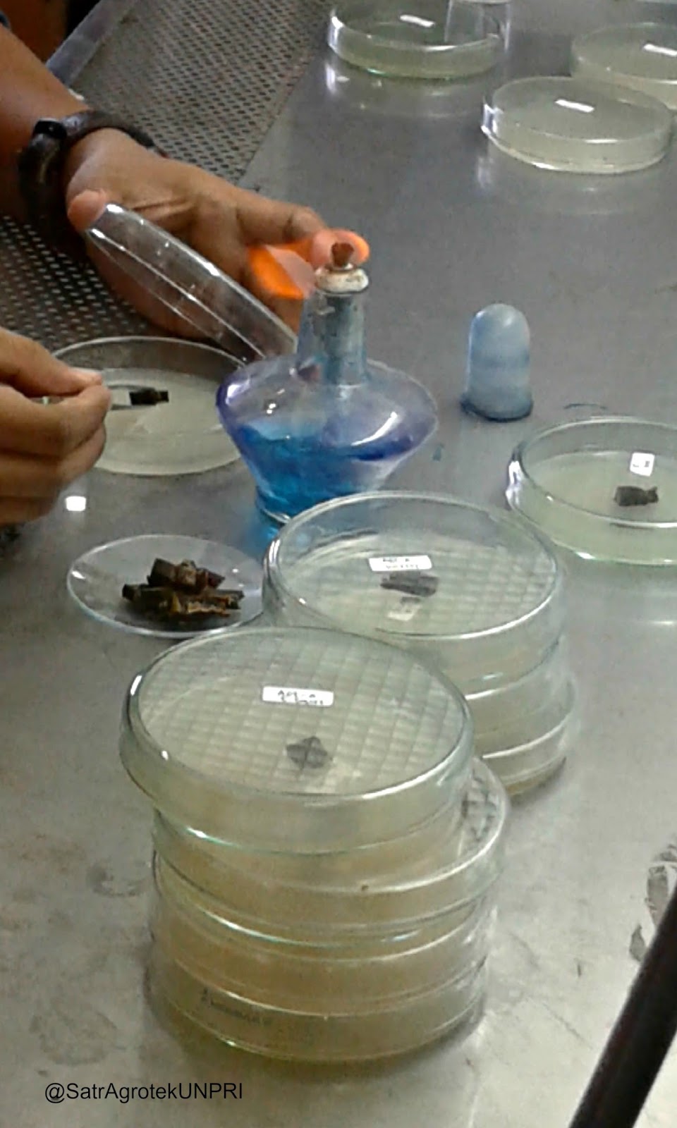 Pembuatan Berbagai Media Biakan Buatan Untuk Menumbuhkan Jamur ...