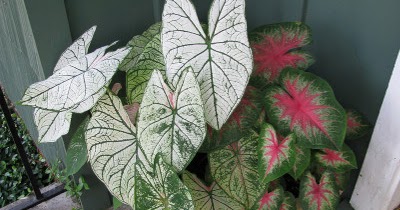 10+ Jenis Tanaman Hias Caladium