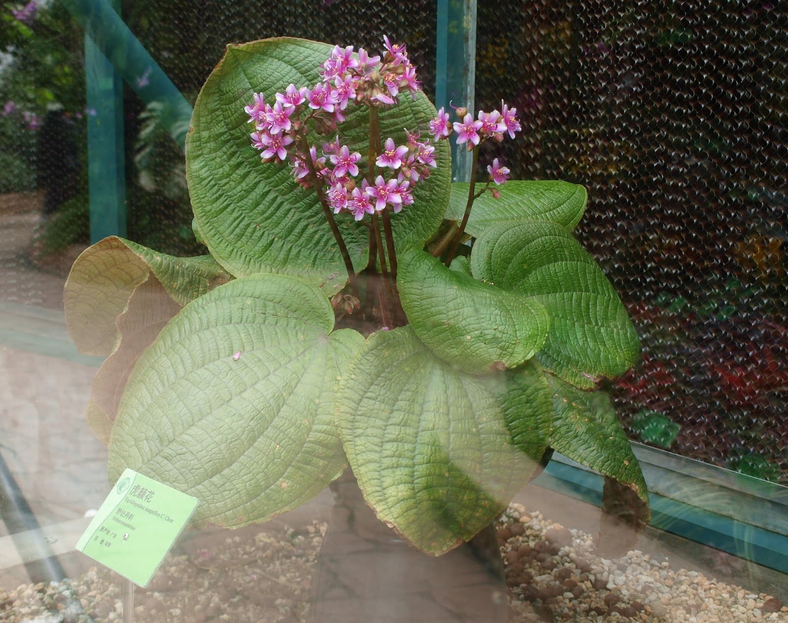 Rare Chinese plant, flowers no longer wanted