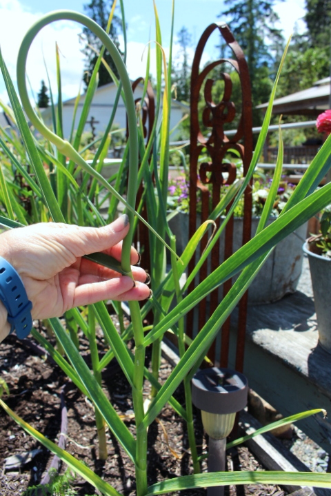 How To Harvest and Cure Garlic For The Best Garlic Ever