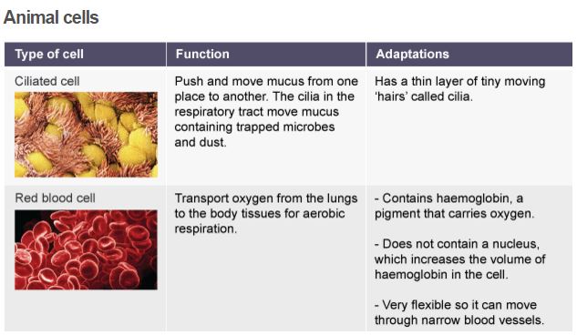 Miss Natalia's IGCSE Biology Spot: Senior II: Specialised cells