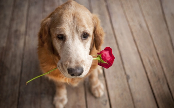 Perro y una flor | Wallpapers HD