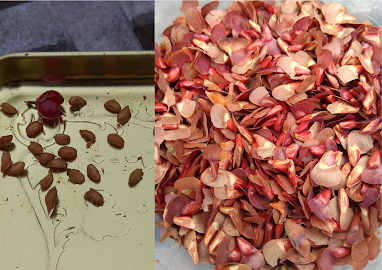 How to collect seeds from trees – native tree planting