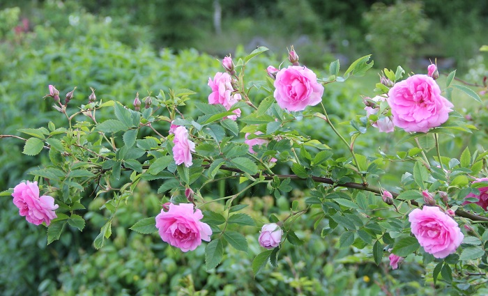 Unelmia ruusuista: Ruusujen taikaa