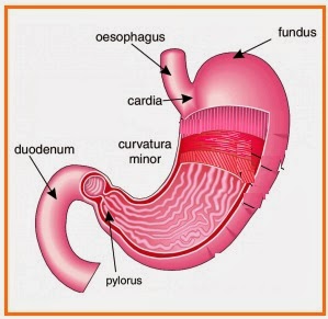 BIOLOGI GONZAGA: PENCERNAAN KIMIAWI - SISTEM PENCERNAAN MANUSIA