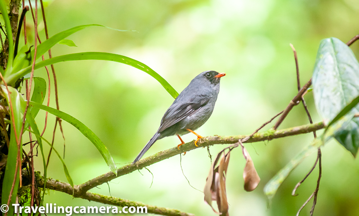 Incredible Birds of Costa Rica - part 4 || Flycatchers, Warblers ...