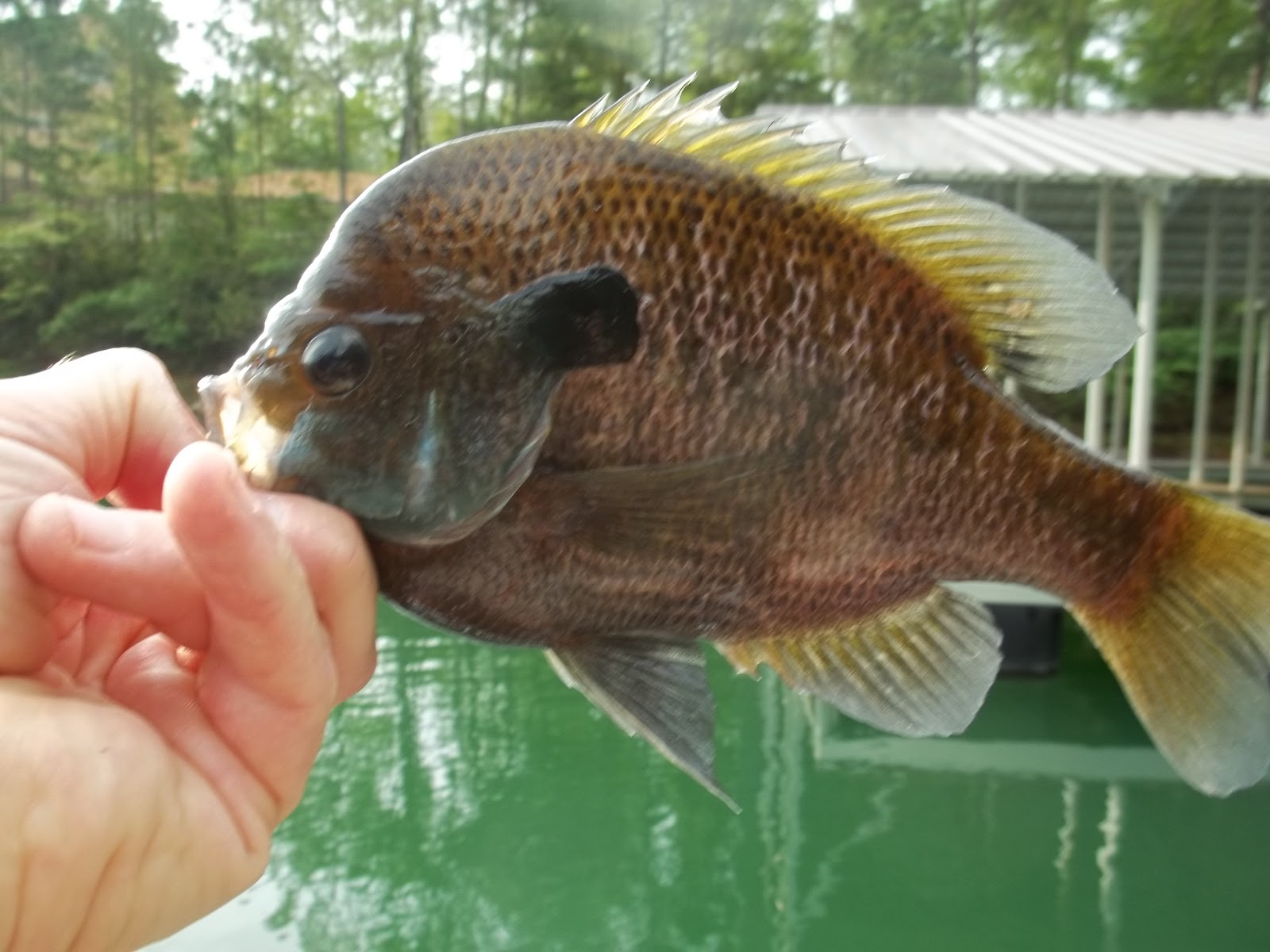 Fishing Through Life: Landing Super size Bluegills in Rock Creek on ...