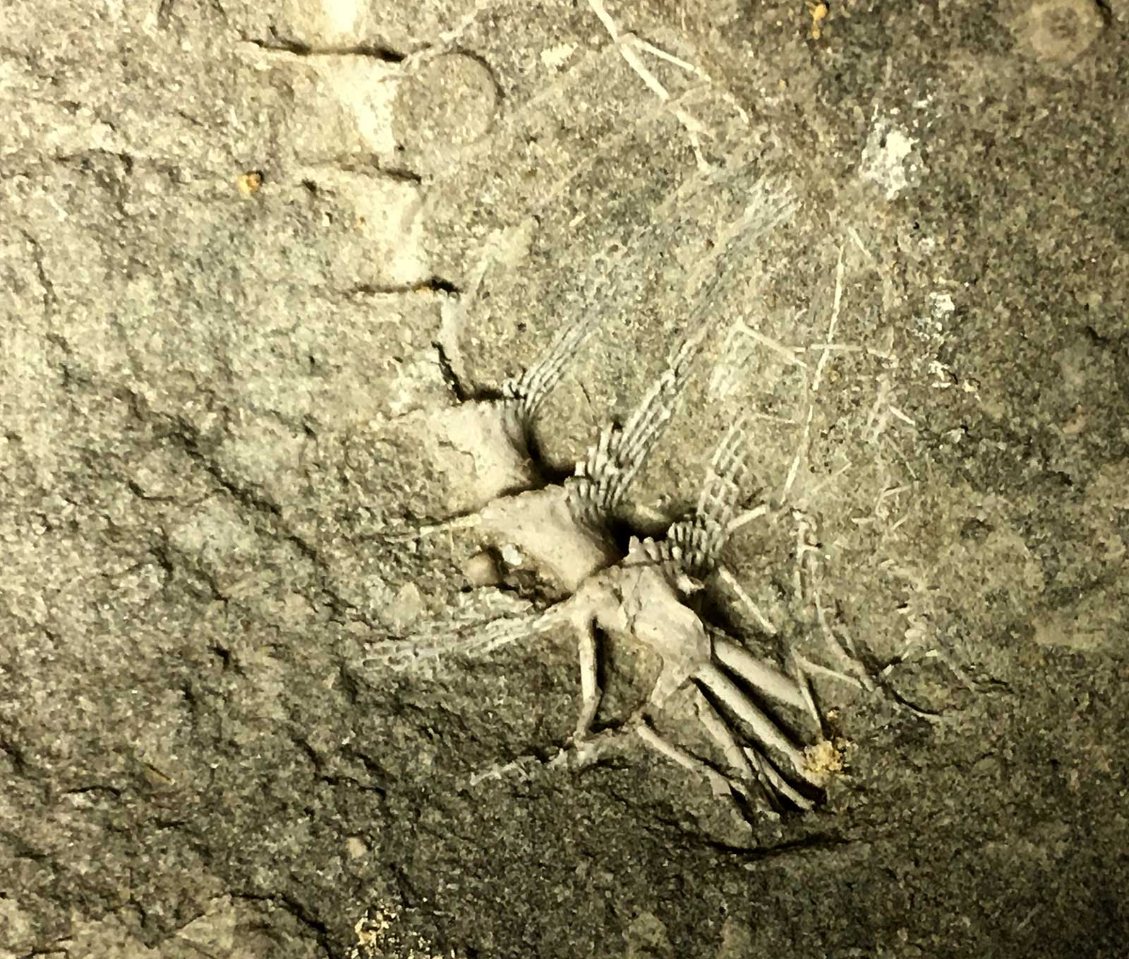 Archimedes Screw Fossil