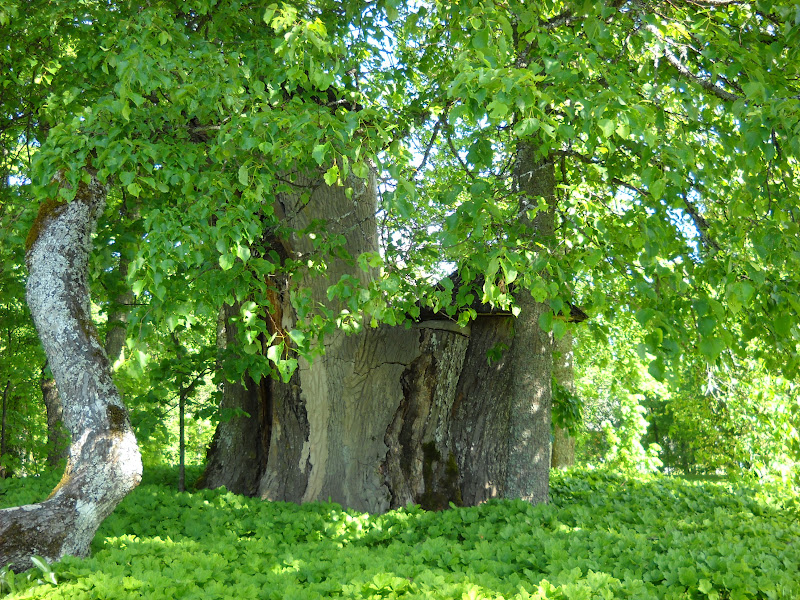 Neguit de pantorrilla: Països Bàltics 4 - Letònia: Jürmala, Siguida i ...