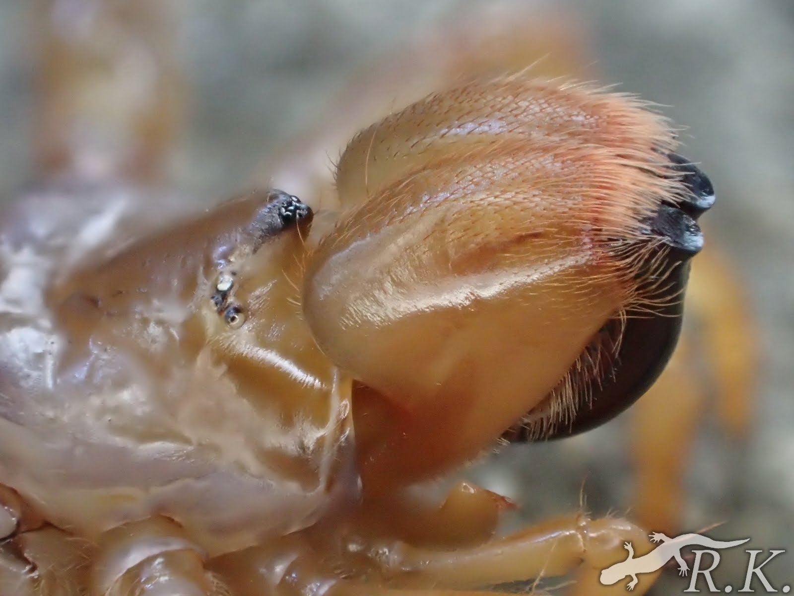 小さな隣人たちの世界: ワスレナグモ Calommata signata Karsch, 1879