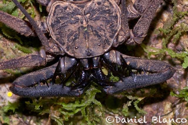 COSAS MIAS...: ARÁCNIDOS E INSECTOS DEL MANU