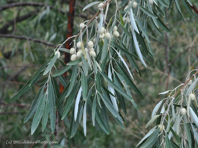 B N Sullivan Photography: Leaves and fruit of the Russian Olive ...